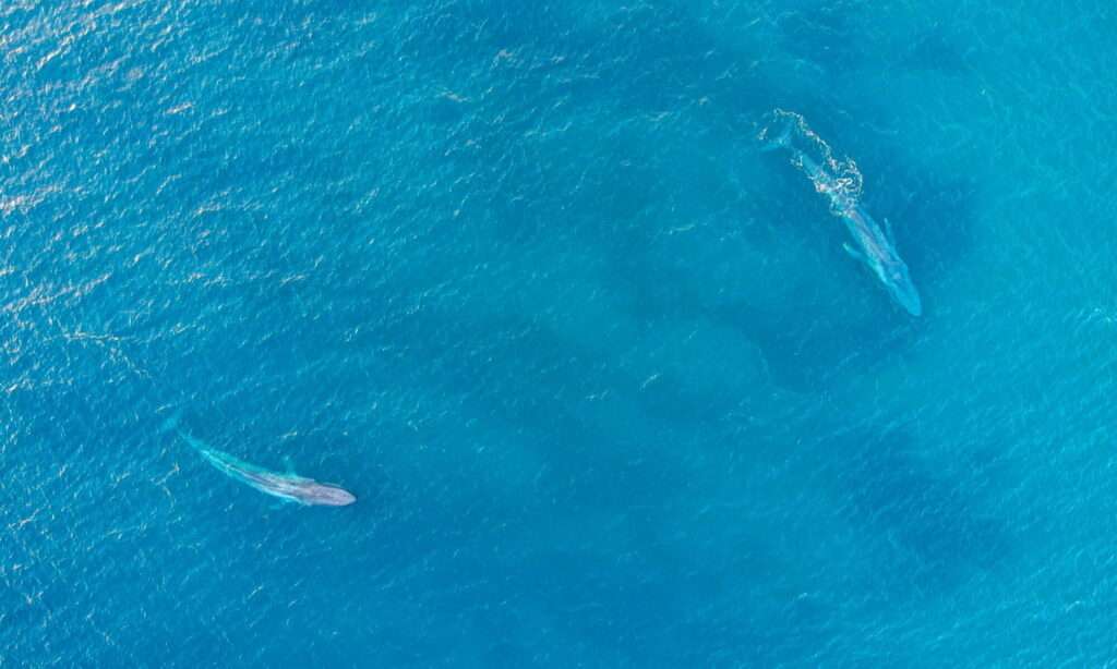 Photogrammetry of Whales – Geographe Marine Research Ltd