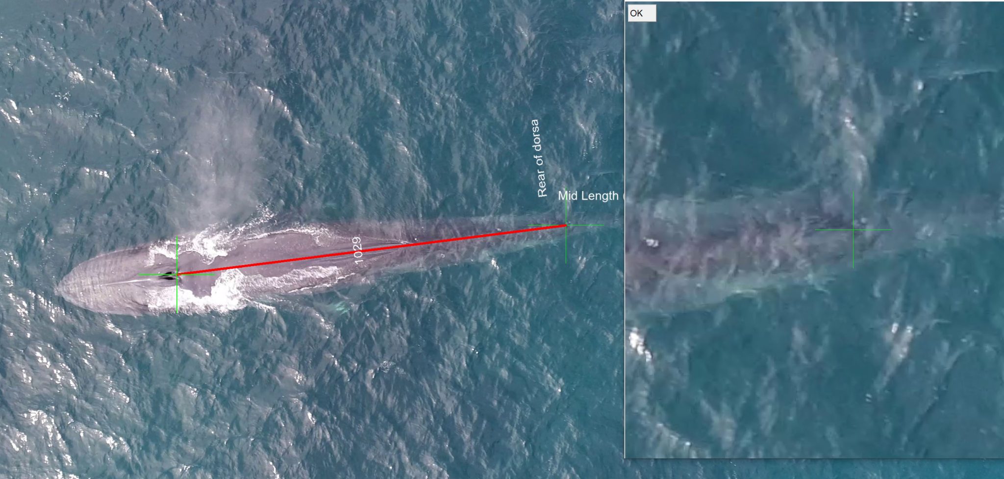 Photogrammetry of Whales – Geographe Marine Research Ltd