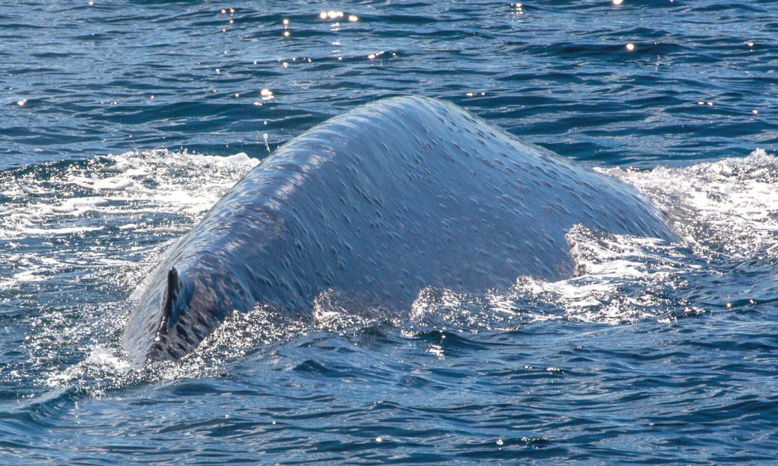 Historical whaling in Western Australia – Geographe Marine Research Ltd