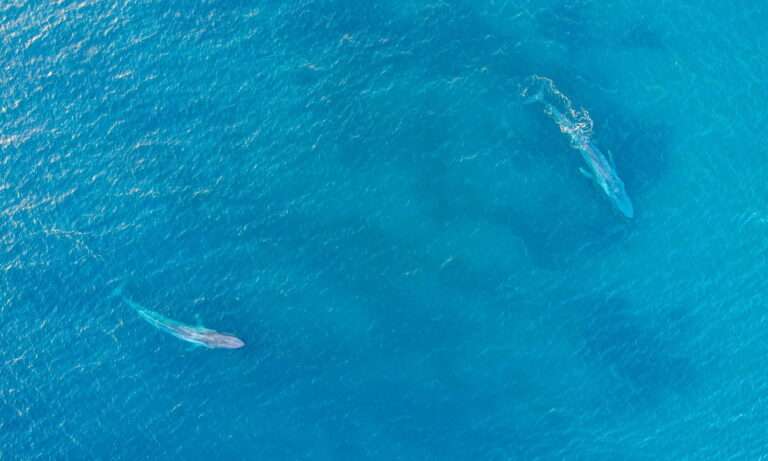 4 June, 2021 WHALE RESEARCH BOOST FOR SOUTH WEST – Geographe Marine ...